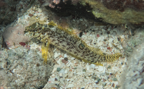 Trambollo pardo (Malacoctenus gilli)