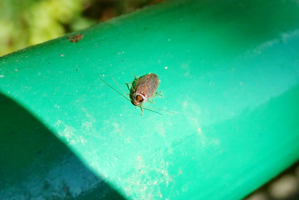 Wood Cockroaches from 香港青衣 on December 01, 2021 at 09:57 AM by K W Liu ...
