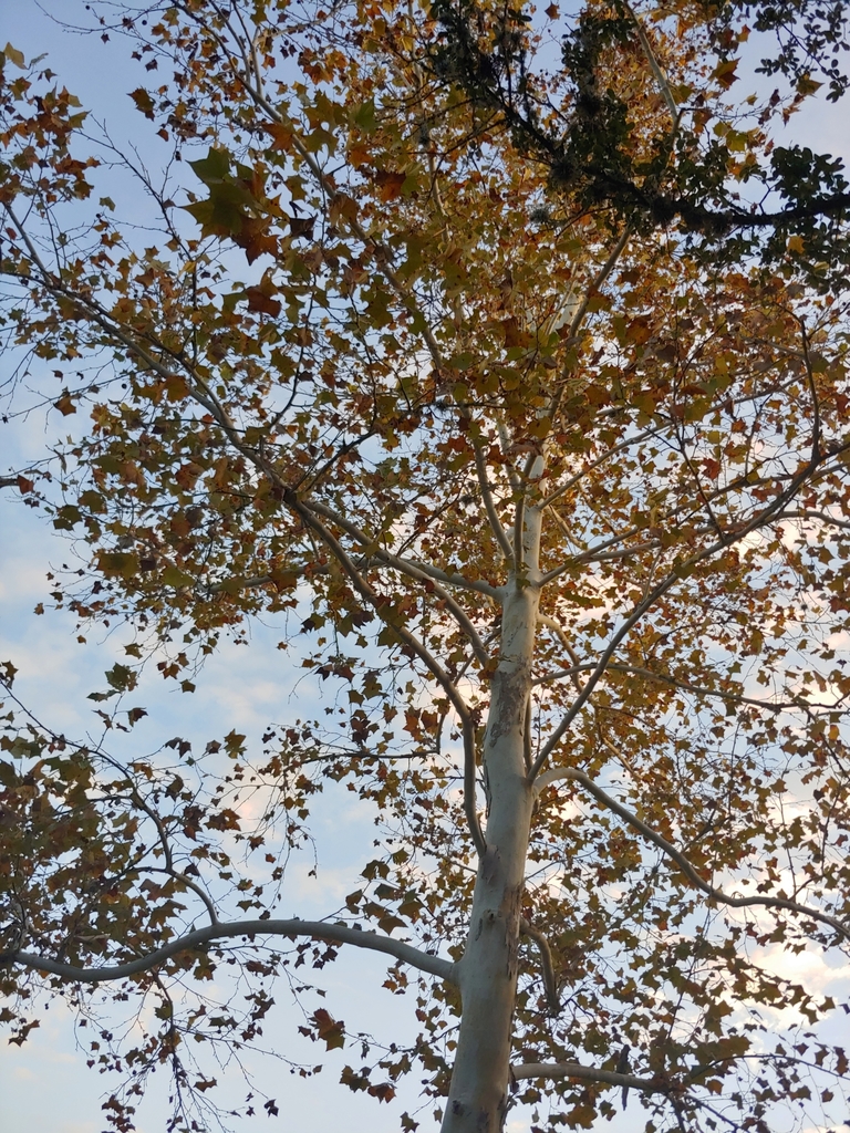 American sycamore on December 12, 2021 at 05:11 PM by Travis Little ...