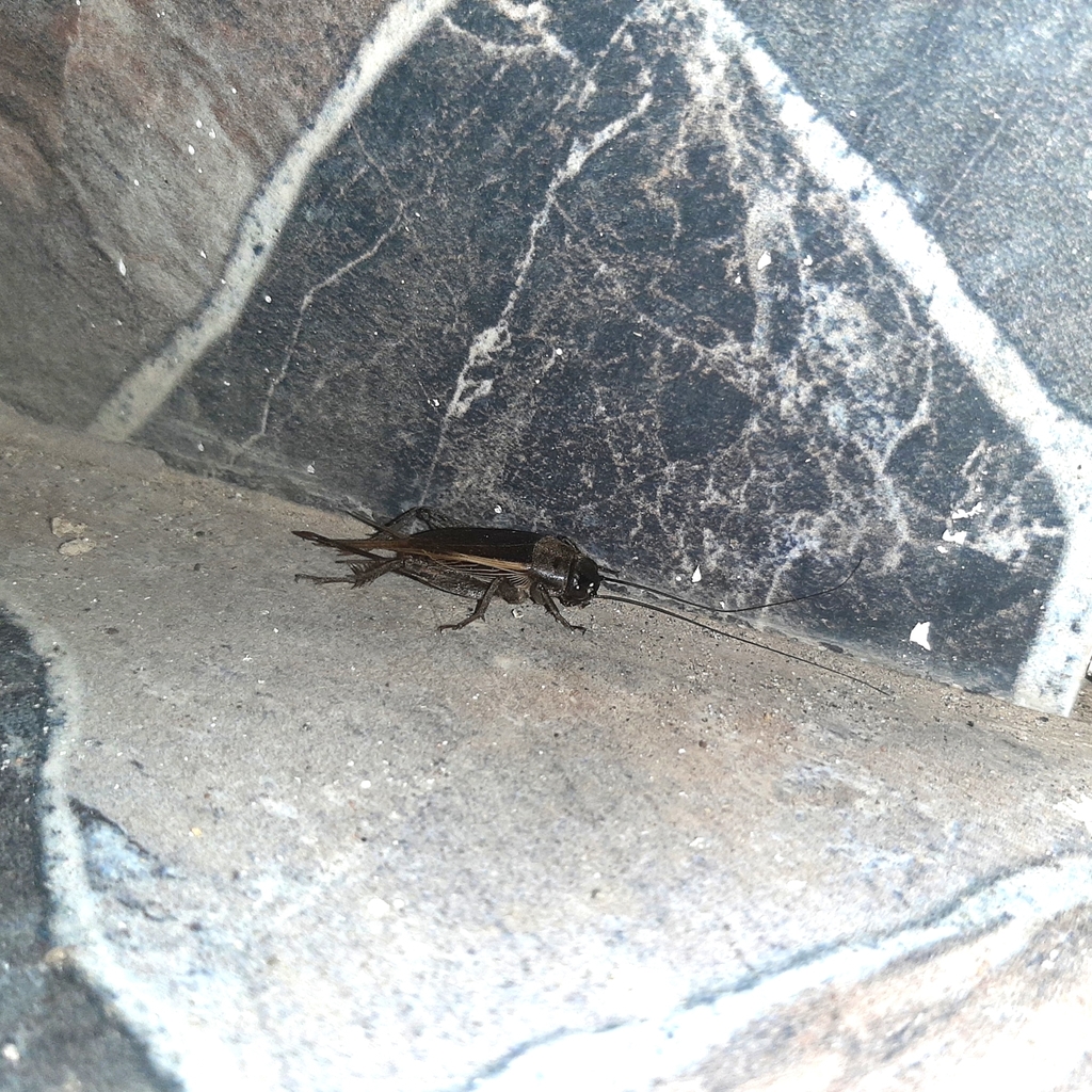 Gryllus from Talavera on December 12, 2021 at 06:49 PM by Verónica ...