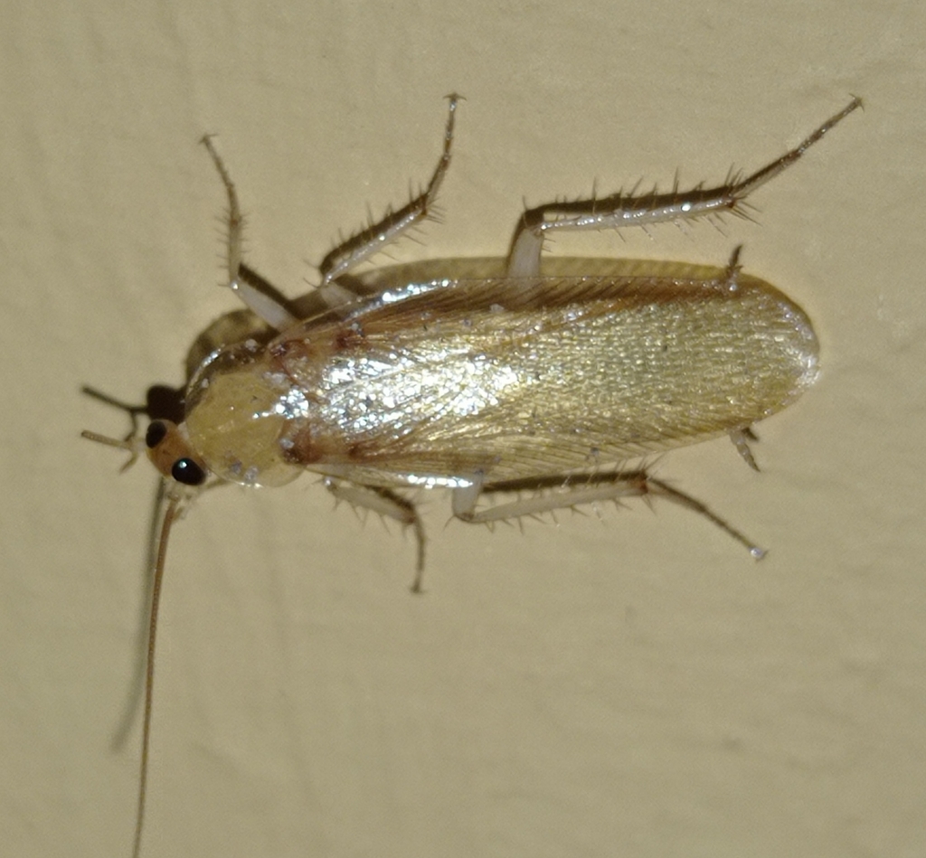 Wood Cockroaches from Yapeyú, Corrientes, Argentina on December 12 ...