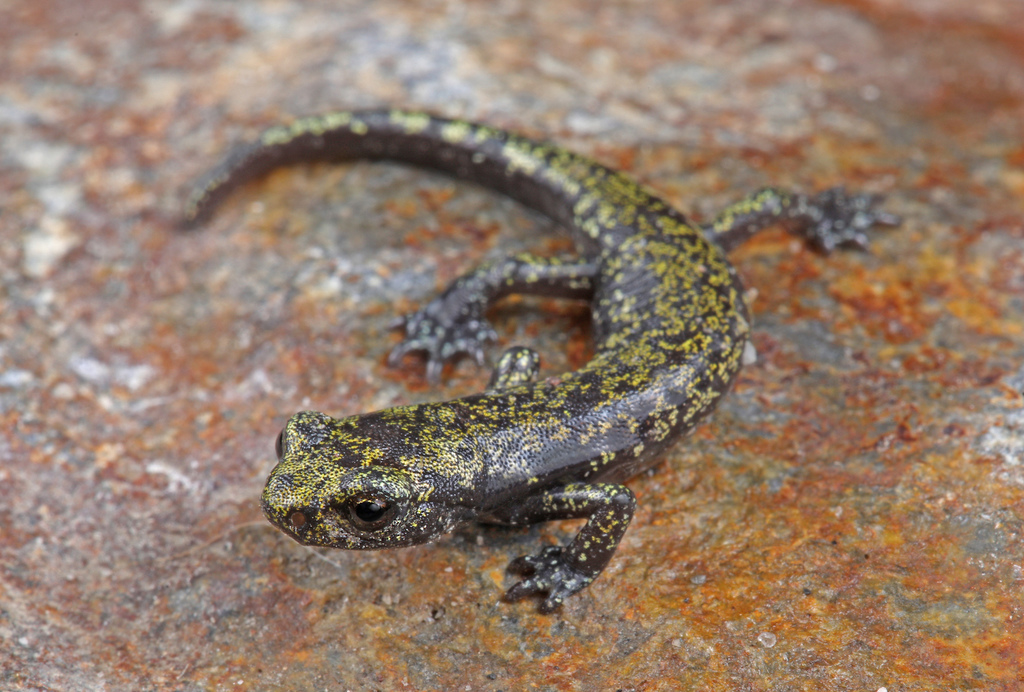 Mount Lyell Salamander in May 2020 by Jake Scott · iNaturalist