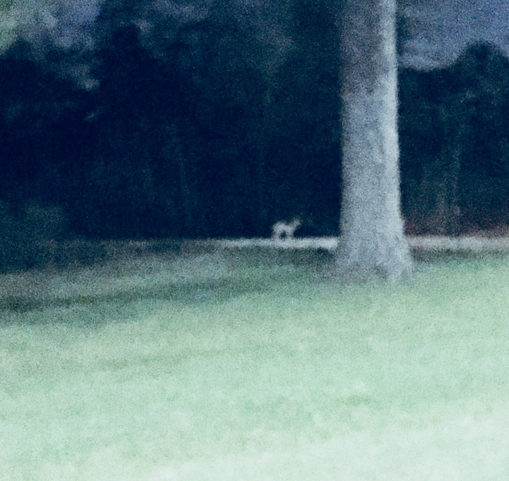 Coyote from Memorial Park Conservancy, Houston, TX, US on February 26 ...