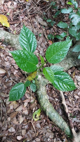 Shining-leaved Stinging Tree (Dendrocnide photiniphylla) · iNaturalist