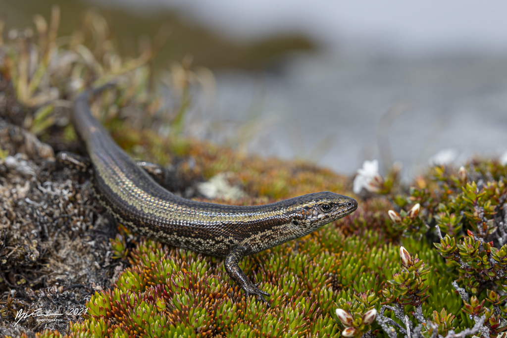 Boulder Cool-skink in December 2021 by Ryan Francis · iNaturalist