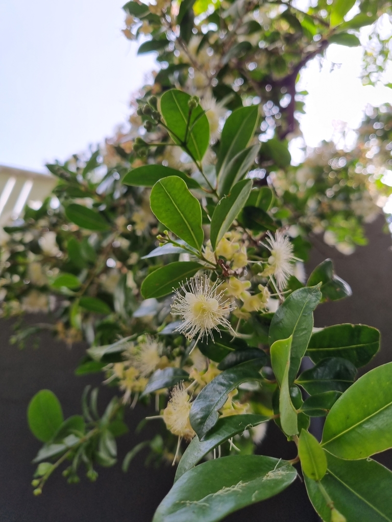 scrub cherry from Vredehoek, Cape Town, 8001, South Africa on December ...