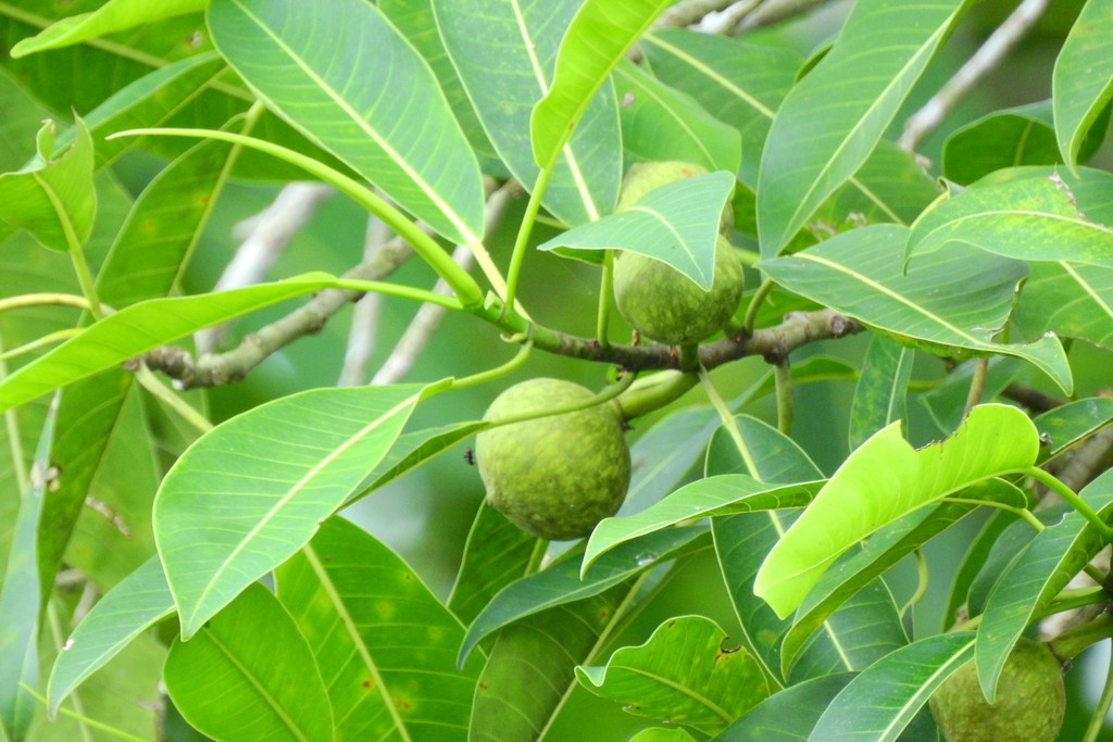 Wild Fig from Tuxpan, Veracruz, Mexico on July 21, 2017 at 11:45 AM by ...