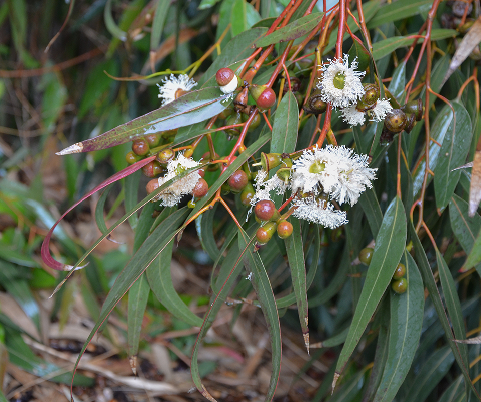 Tuart from Birżebbuġa, Malta on February 5, 2019 at 03:30 PM by Sergo ...