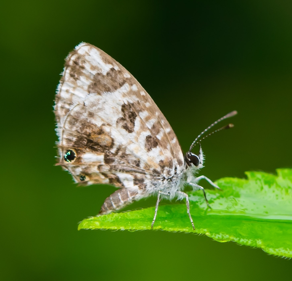 Common Bush Blue from Mtunzini on December 13, 2021 at 02:03 PM by ...