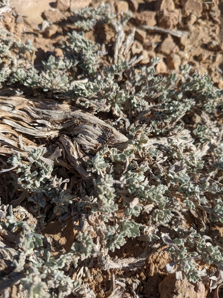 Big Sagebrush from Emery County, UT, USA on December 5, 2021 at 12:10 ...