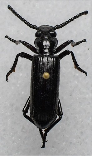 Genus Ozaena · iNaturalist