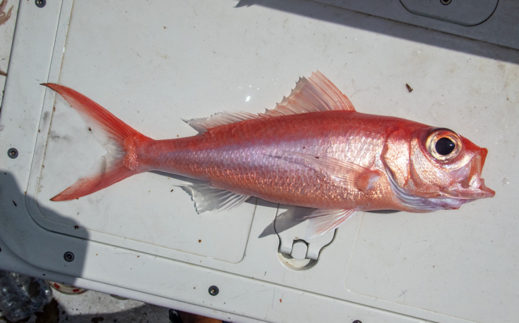 Queen Snapper in November 2020 by Karl Questel · iNaturalist
