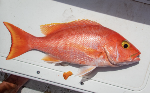 Silk Snapper (Lutjanus vivanus) · iNaturalist