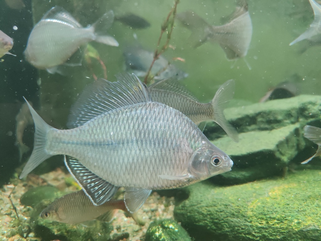 Giant Chinese Bitterling from 中国湖北省孝感市孝南区 on November 28, 2021 at 03:28 ...