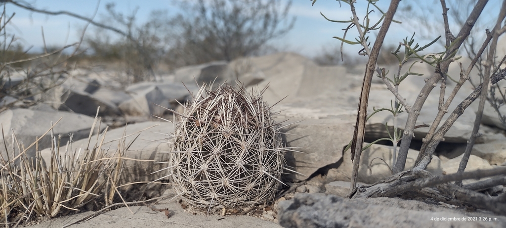 Coryphantha neglecta from Monclova, Coah., México on December 4, 2021 ...