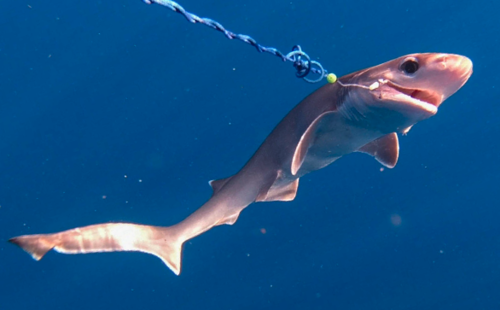 Hexanchus vitulus · iNaturalist Mexico