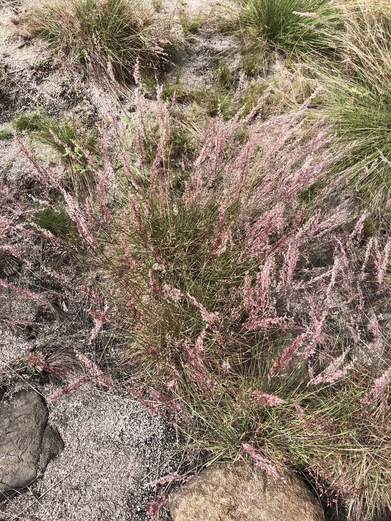 Natal grass from NW, ZA on December 12, 2021 at 09:20 AM by Jason van ...
