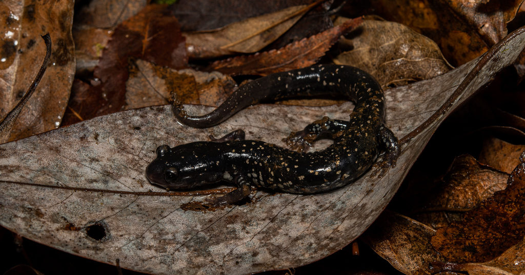 slimy salamander complex in December 2021 by matt-ratcliffe · iNaturalist