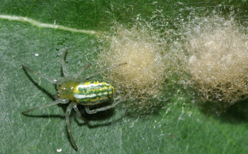 Alpaida dominica · iNaturalist