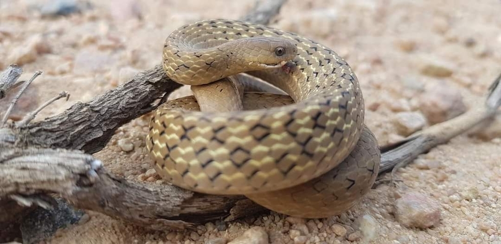Tropical Forest Snake in August 2021 by Germán Gil · iNaturalist