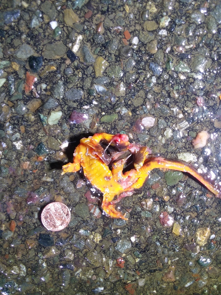 Pacific Newts from Marin County, US-CA, US on December 13, 2021 at 07: ...