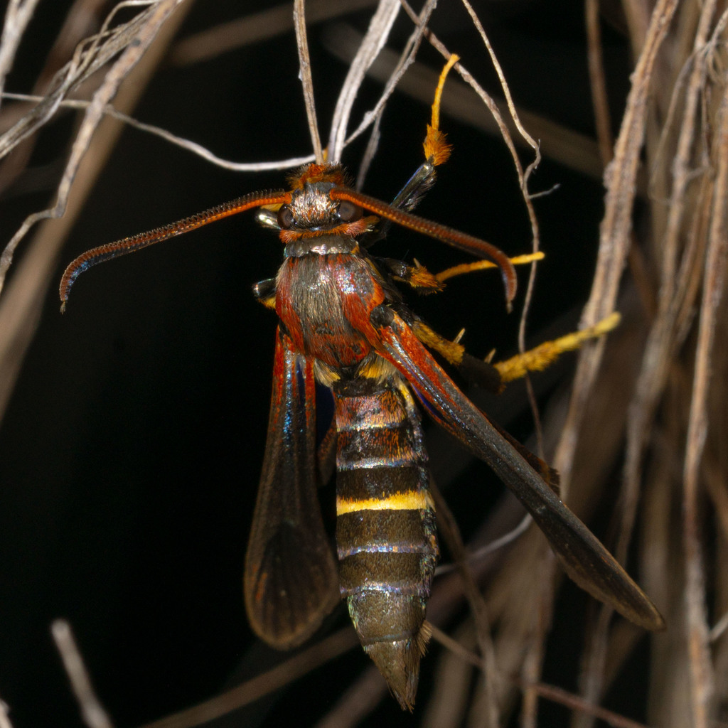 Banded Ash Borer Moth from Emerald Point on December 10, 2021 at 11:31 ...