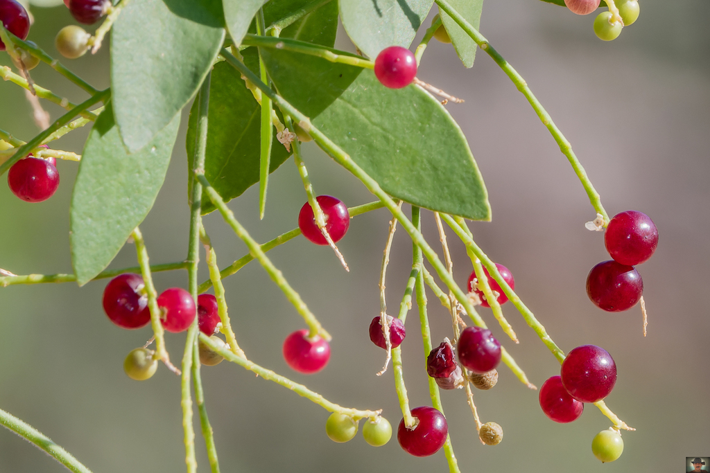 toothbrush tree family (Salvadoraceae) - Botanical Realm