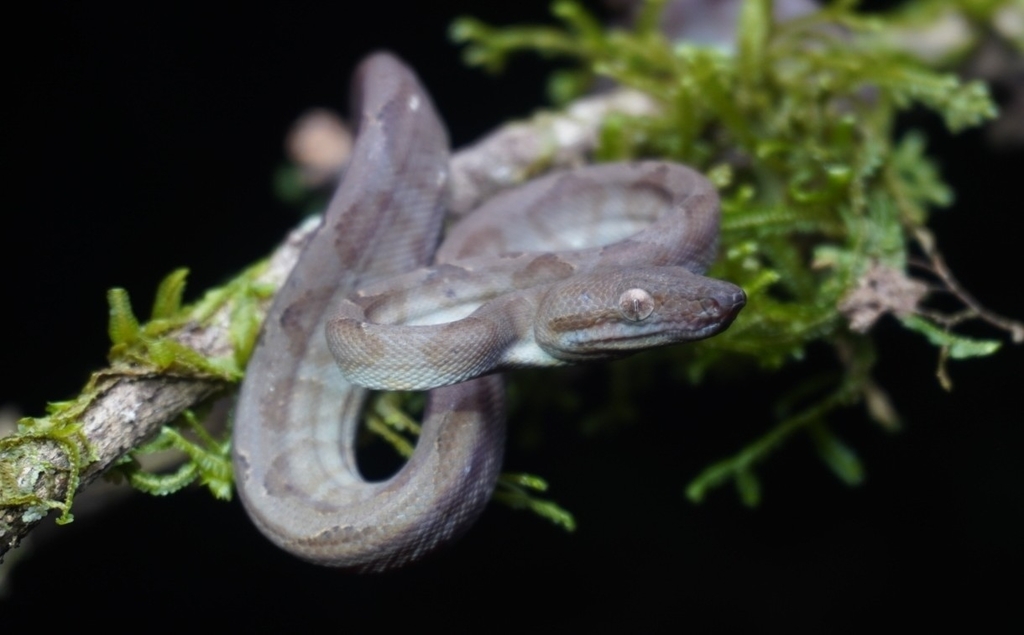 Ringed Tree Boa from Limón, Costa Rica on December 21, 2020 at 05:24 AM ...