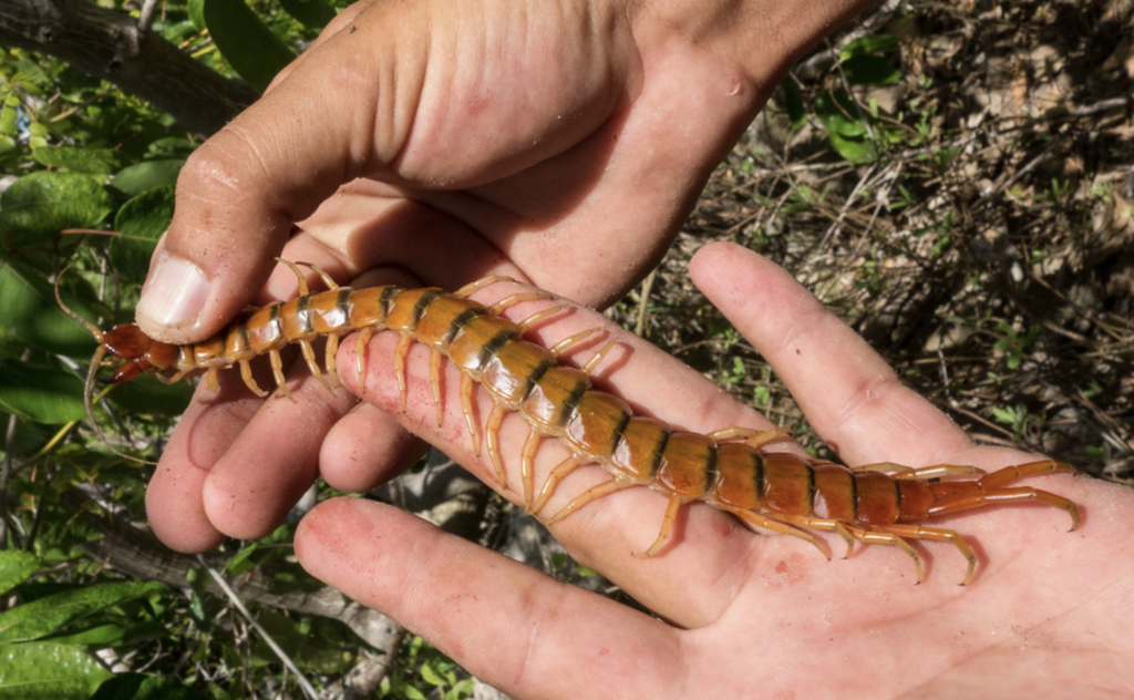 Caribbean Giant Centipede from Saint-Barthélemy on April 24, 2013 at 10 ...