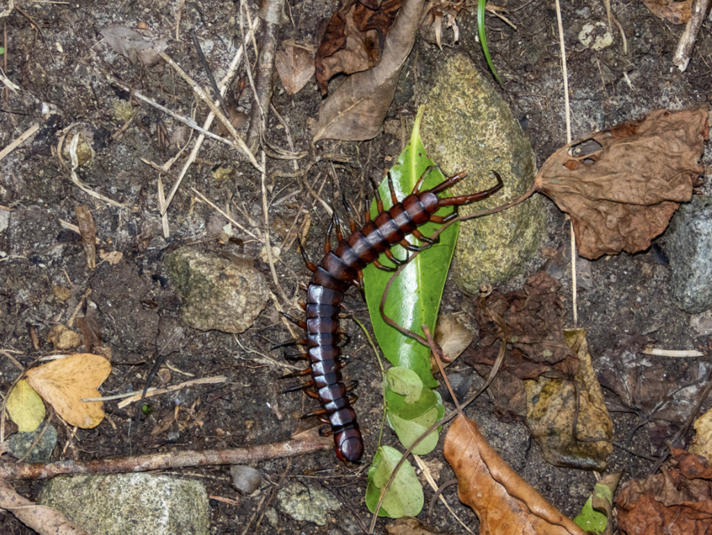 Caribbean Giant Centipede from Saint-John, Dominique on January 17 ...