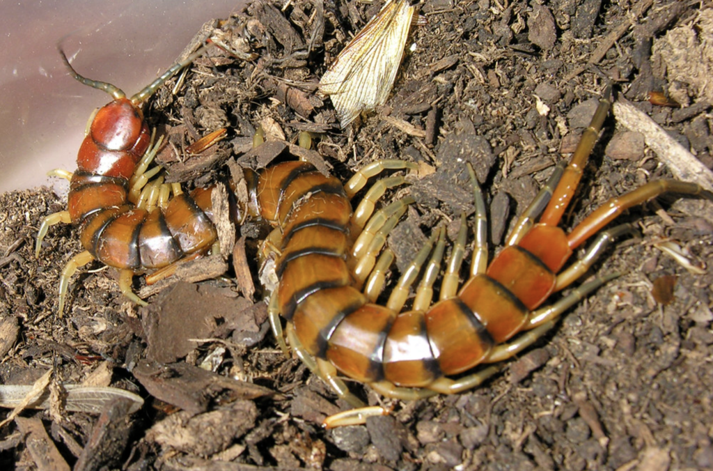 Caribbean Giant Centipede from Saint-Barthélemy on September 2, 2012 at ...