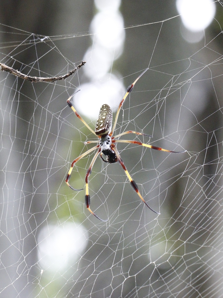 Golden Silk Spider from Ocho Rios, Jamaica on December 13, 2021 at 08: ...