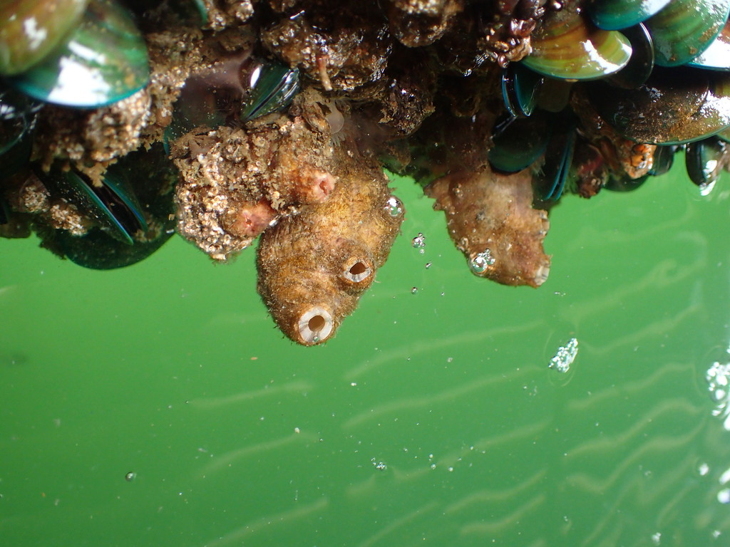 Pleated Sea Squirt from Hong Kong on April 27, 2018 at 12:55 PM by ...