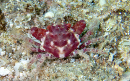 Mithrax tortugae · iNaturalist