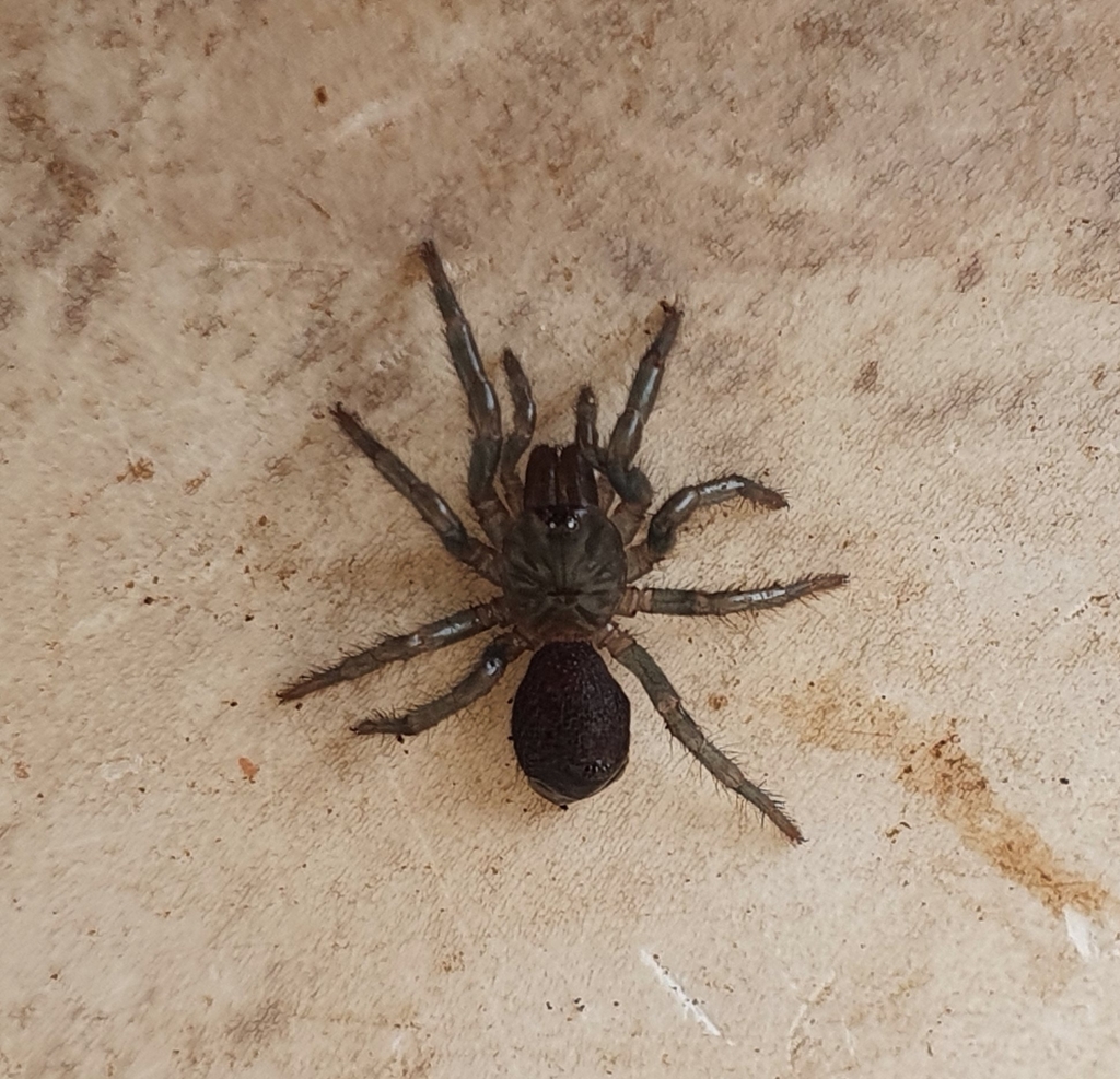 Australian Funnel-web Spiders from Wallaga Lake NSW 2546, Australia on ...