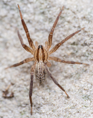 Genus Zora · iNaturalist United Kingdom