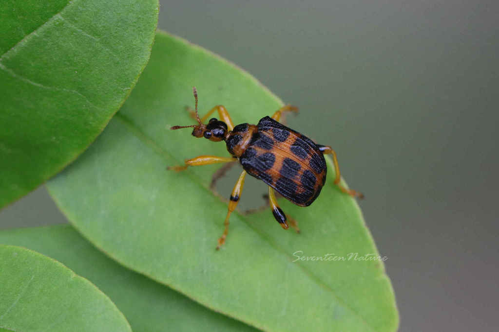 Agomadaranus melanostictus from 中国杭州市临安区西天目山 邮政编码: 313304 on June 9 ...