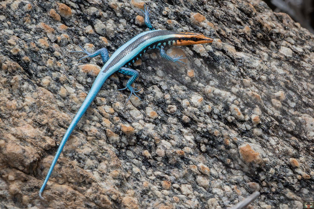 Angolan Blue-tailed Skink in December 2021 by Rogério Ferreira ...