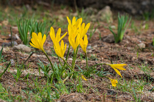 Winter Daffodil (Subspecies Sternbergia lutea lutea) · iNaturalist