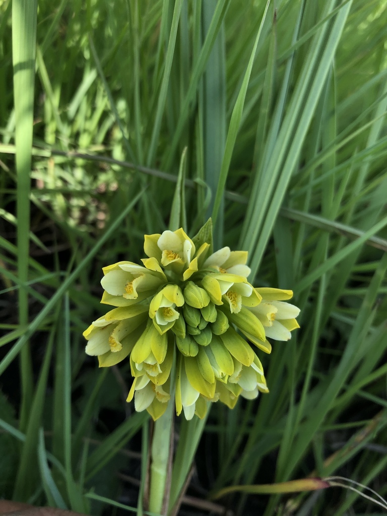 Liontongue Harlequin in December 2021 by Carel Fourie · iNaturalist