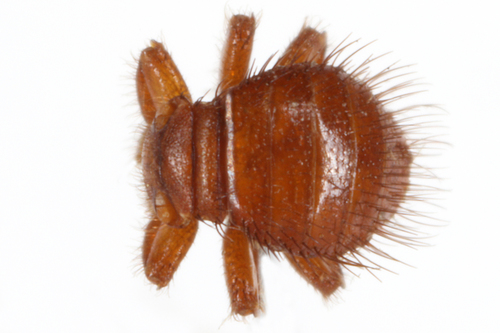 Bee-louse (Braula coeca) · iNaturalist United Kingdom