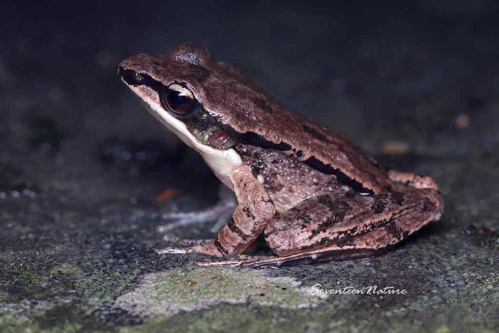 Concave-eared Torrent Frog from 中国浙江省杭州市临安区 on June 9, 2021 at 09:03 AM ...