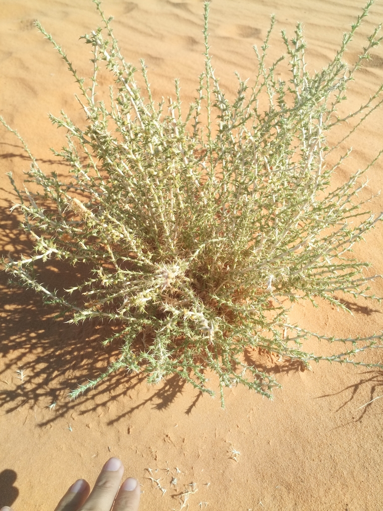 Cornulaca monacantha from Ennedi Ouest, TD-BT-EO, TD on November 18 ...