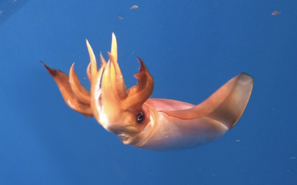 Diamondback Squid in November 2020 by Karl Questel · iNaturalist