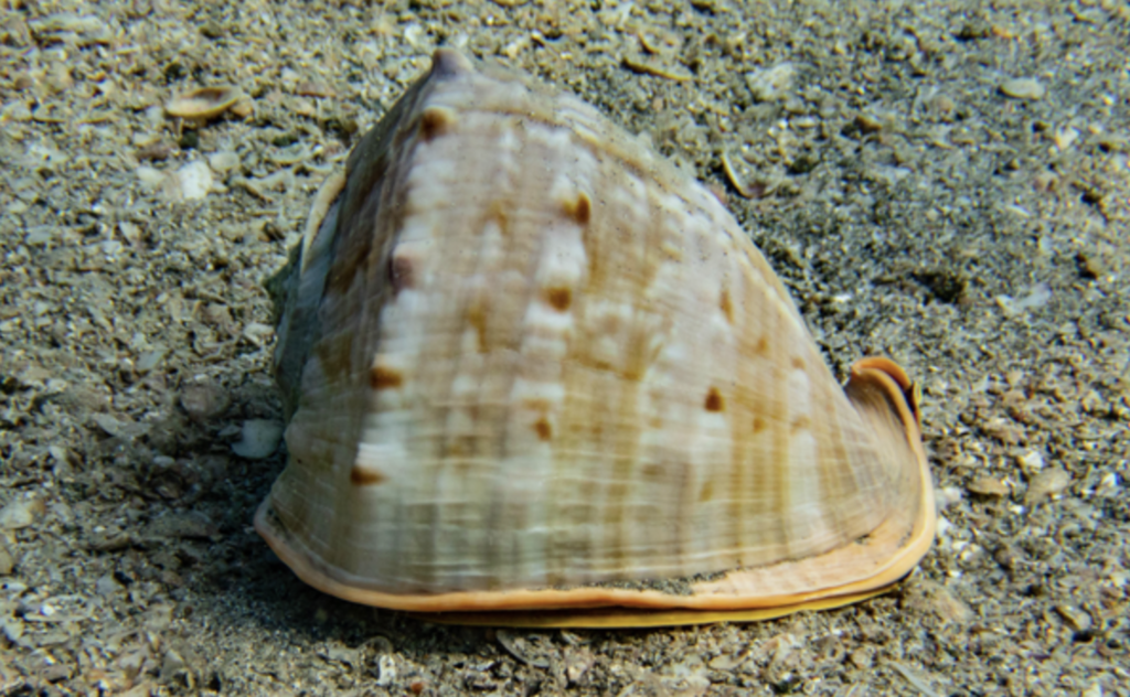Emperor Helmet Snail from Saint-Barthélemy on May 6, 2021 at 06:18 AM ...
