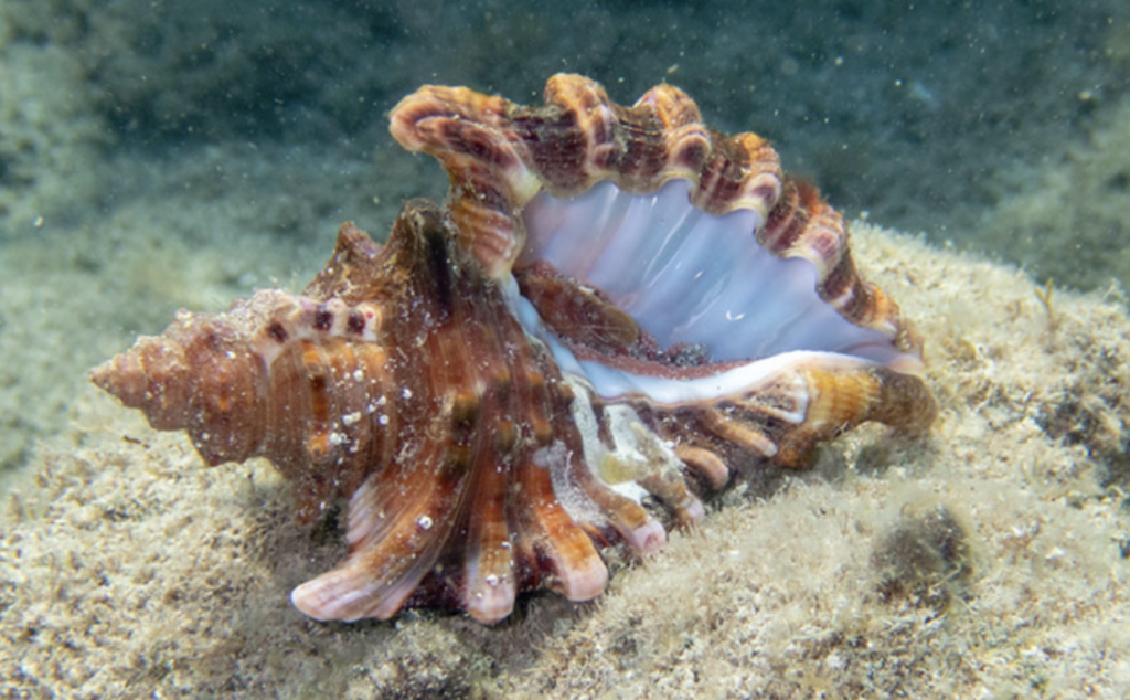 Angular Triton from Saint-Barthélemy on April 15, 2019 at 06:18 AM by ...