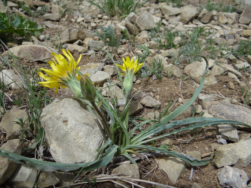 Austrian scorzonera from Bayanzurkh, Mongolia on January 1, 2011 at 02: ...