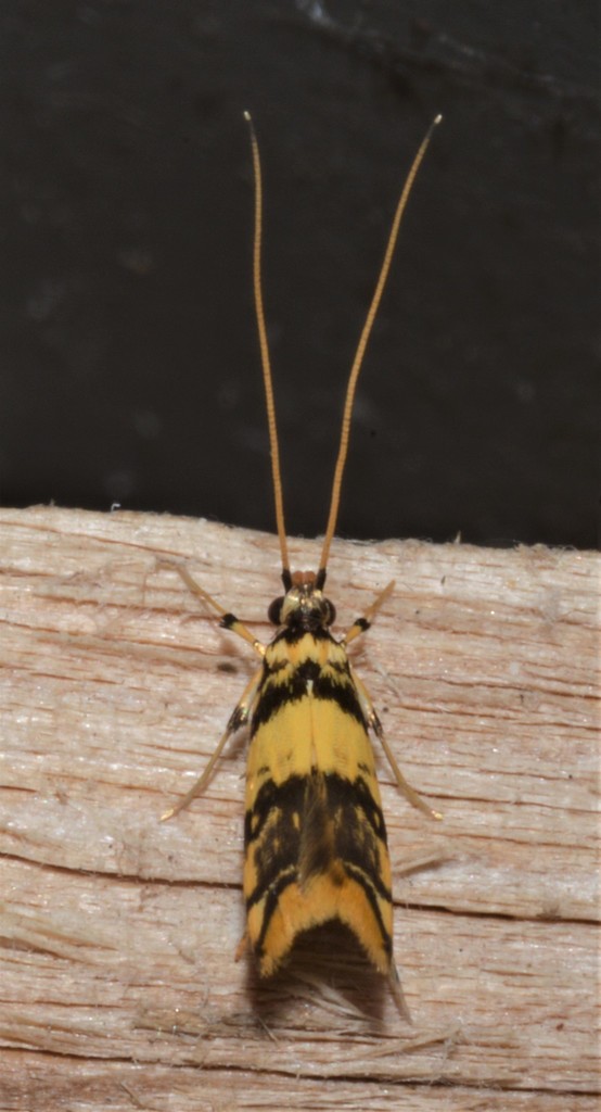 Aprosoesta pancala from Danbulla QLD 4872, Australia on December 16 ... Aprosoesta pancala from Danbulla QLD 4872, Australia on December 16 ...