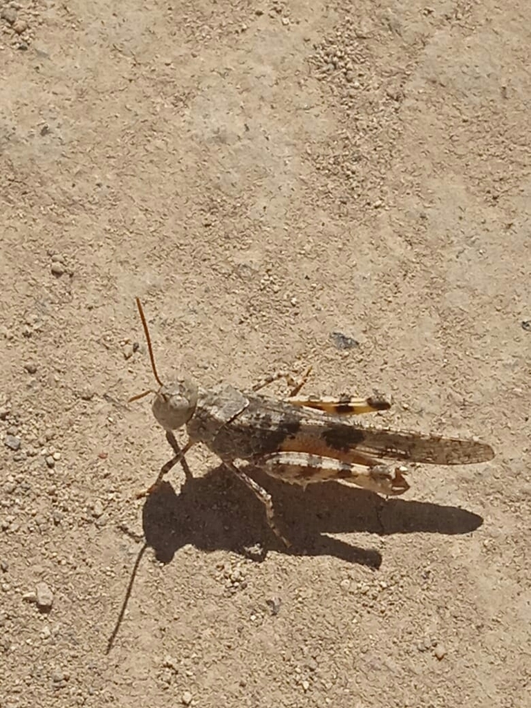 Bandwing Grasshoppers from RRG5+F94, Ayacucho 05002, Perú on December ...