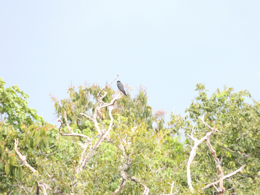 Bat Falcon from Barcelos, Amazonas, Brazil on November 27, 2021 at 11: ...